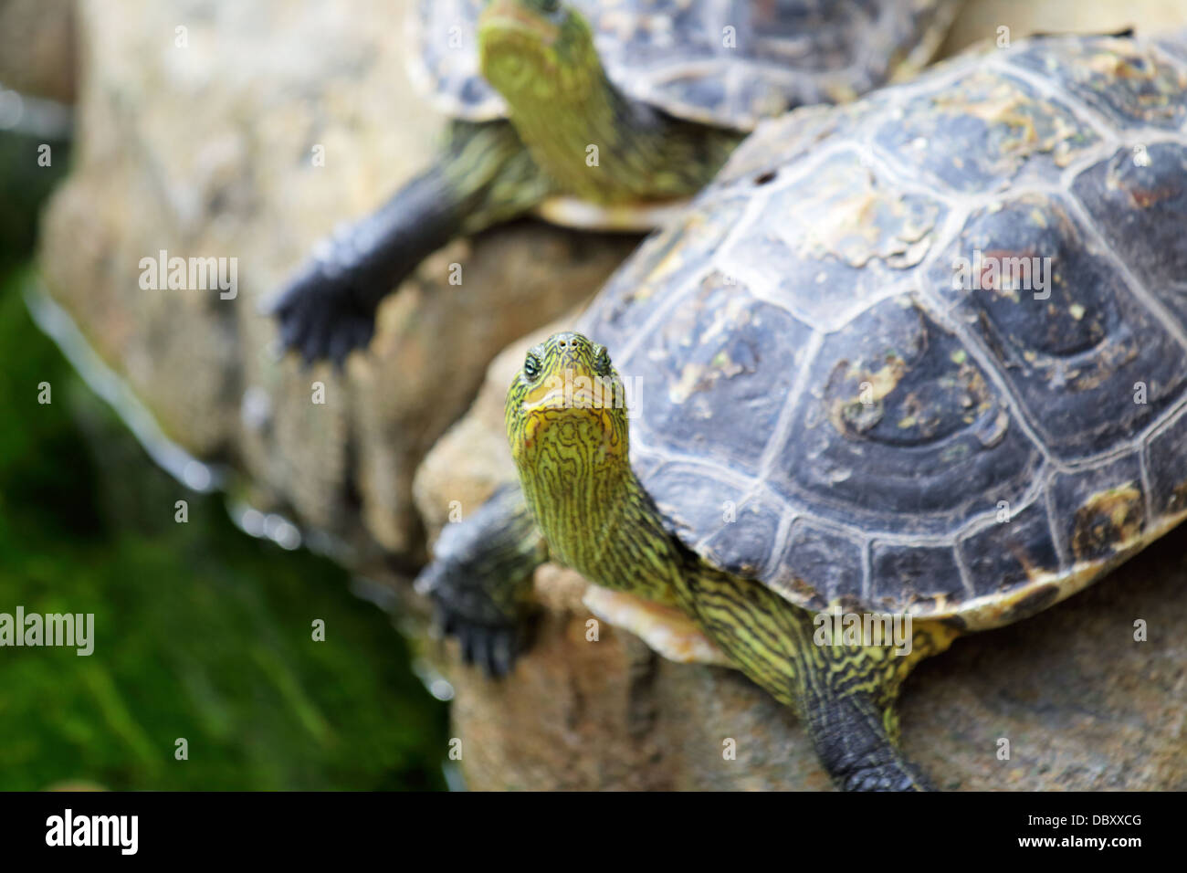 Tortoises profile hi-res stock photography and images - Alamy