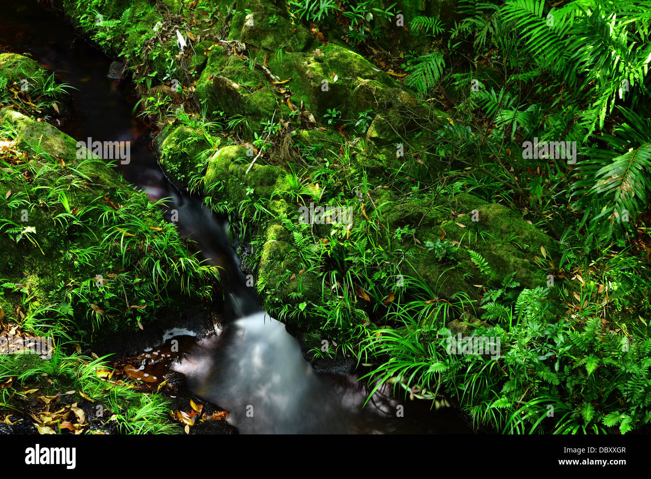 water spring in forest Stock Photo - Alamy