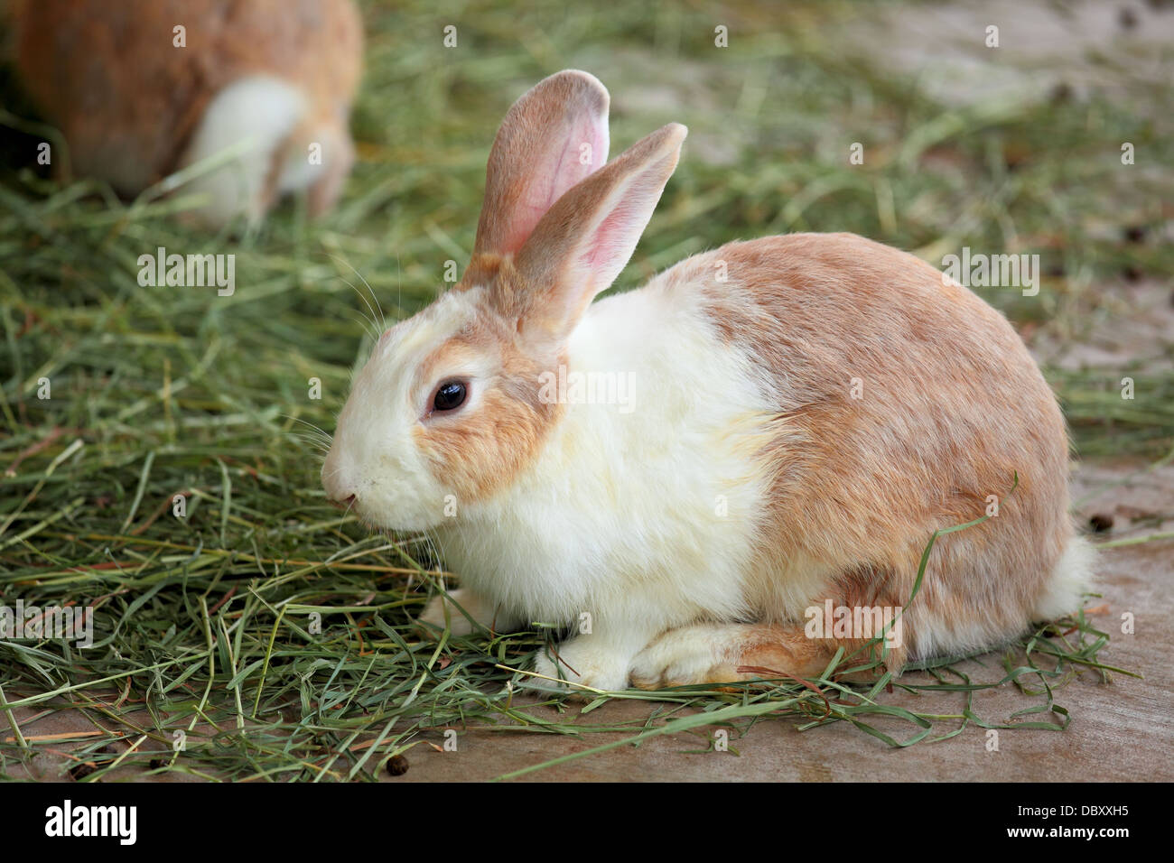 Cute rabbit in grass hi-res stock photography and images - Alamy