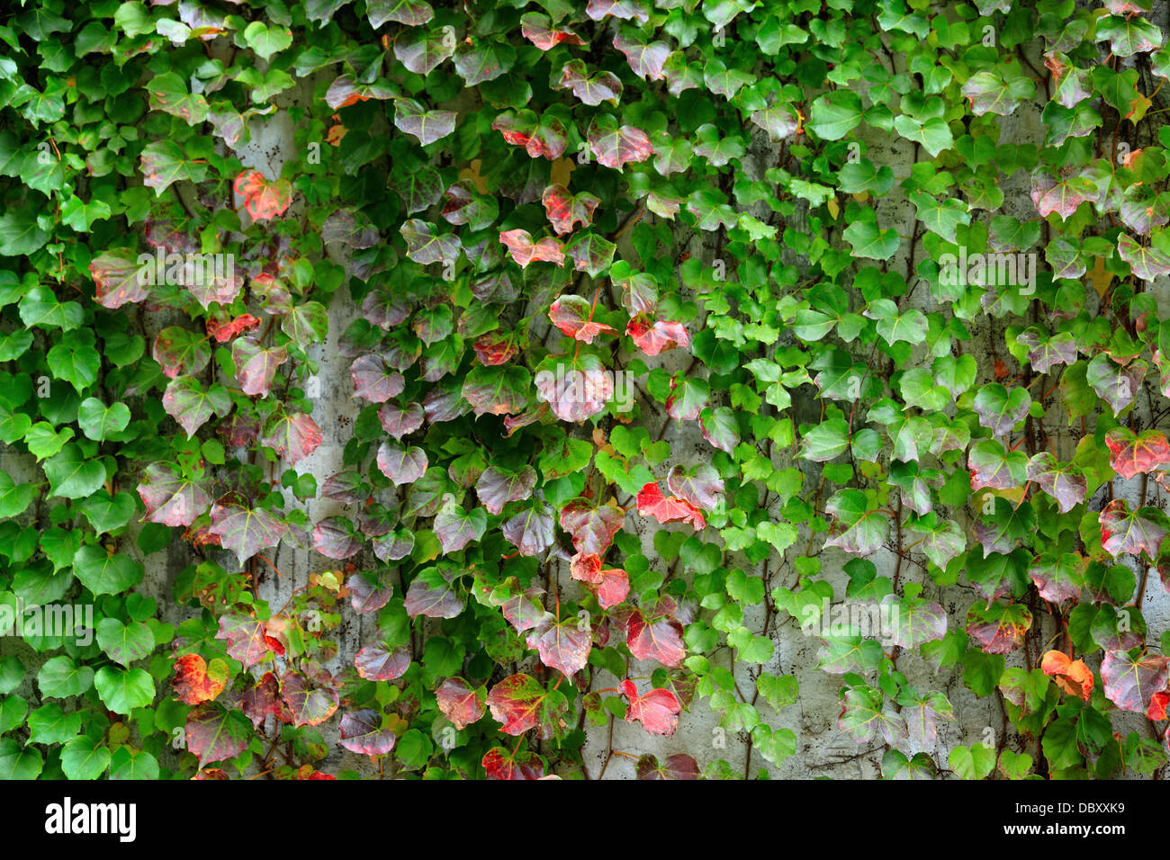 ivy covering the wall Stock Photo - Alamy