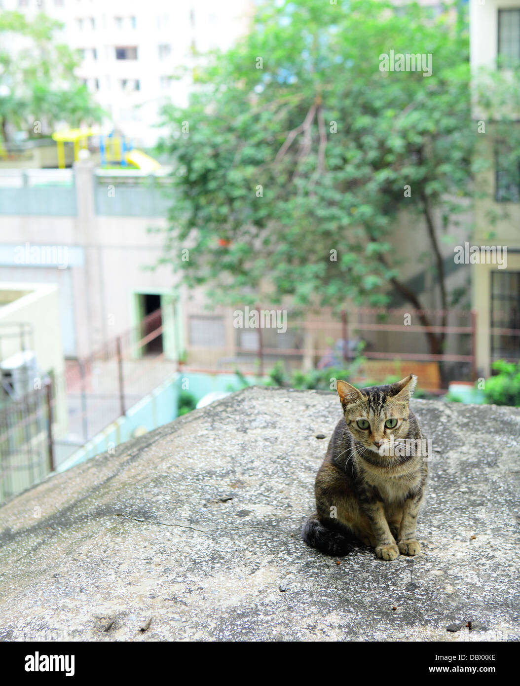 street cat in city Stock Photo - Alamy
