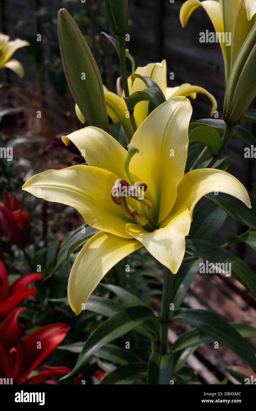 LILIUM. TREE LILY MANI Stock Photo - Alamy