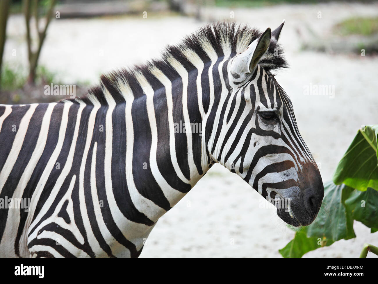 Madagascar zebra hi-res stock photography and images - Alamy