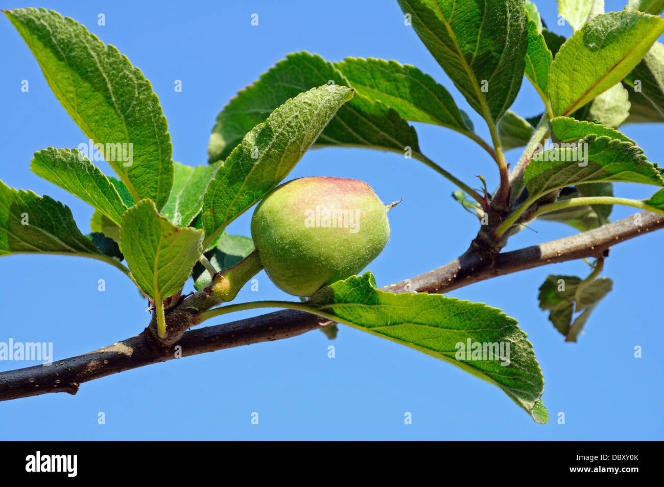 Very young apples hi-res stock photography and images - Alamy