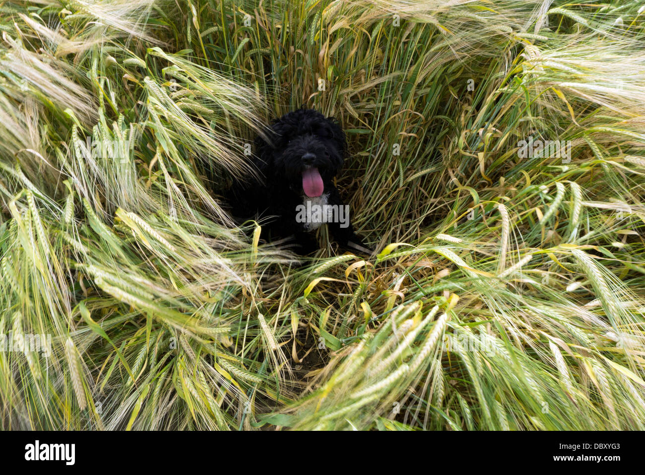 Field of wheat dog hi-res stock photography and images - Alamy