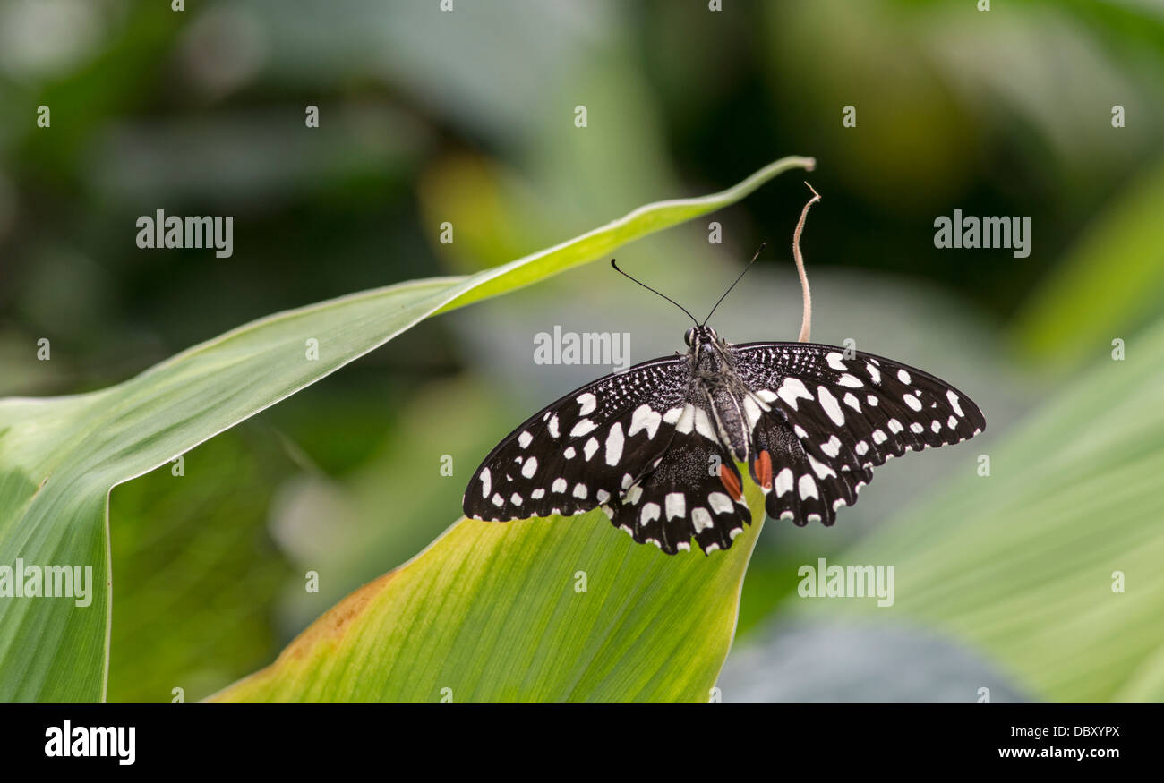 Tropical butterfly citrus swallowtail hi-res stock photography and ...
