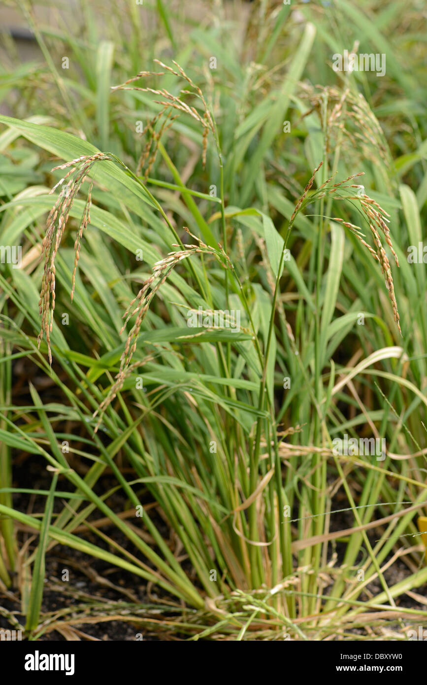 Rice rice rice grain grain hi-res stock photography and images - Alamy