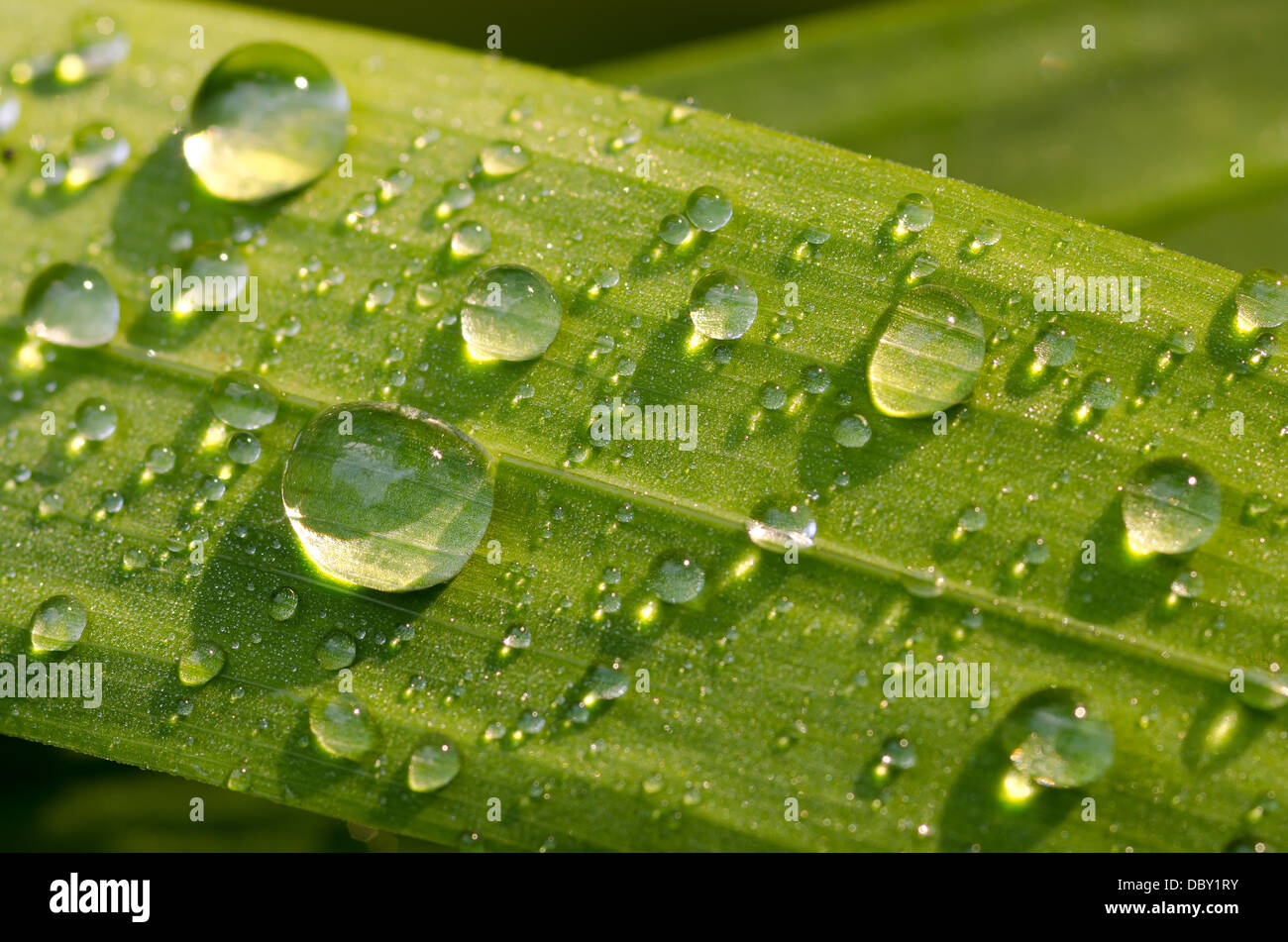 Raindrops water drop illuminated by sunshine on new plant growth ...