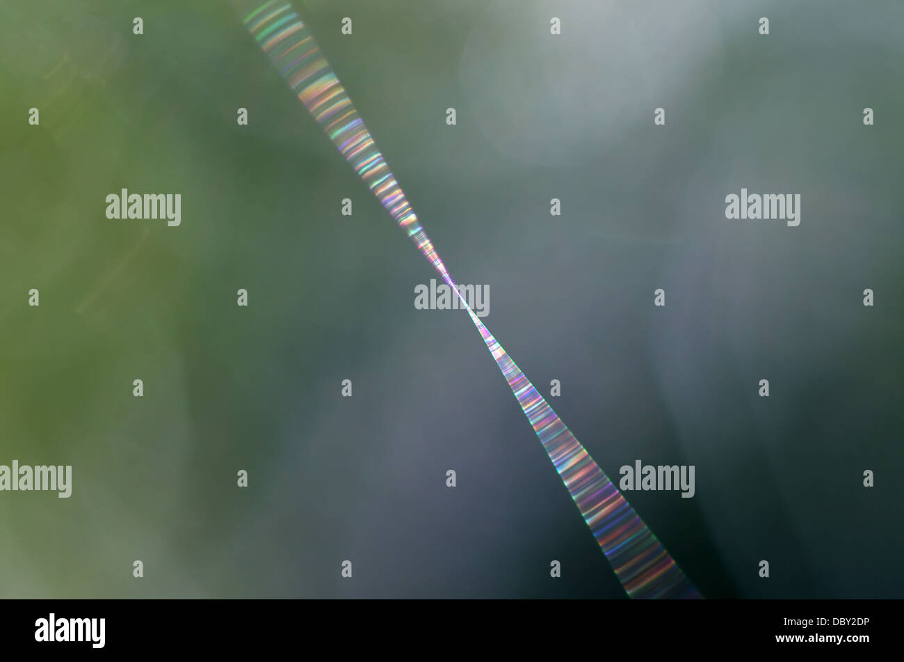 Close up details of a spider web single strand thread in early morning ...