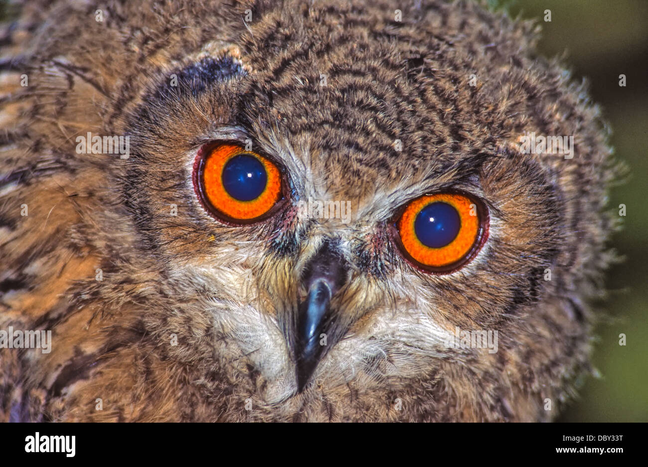 Owls are a group of birds that belong to the order Strigiformes ...