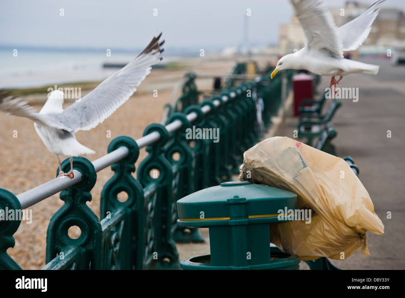 Seagulls pecking at rubbish bag on top of litter bin on the seafront in ...