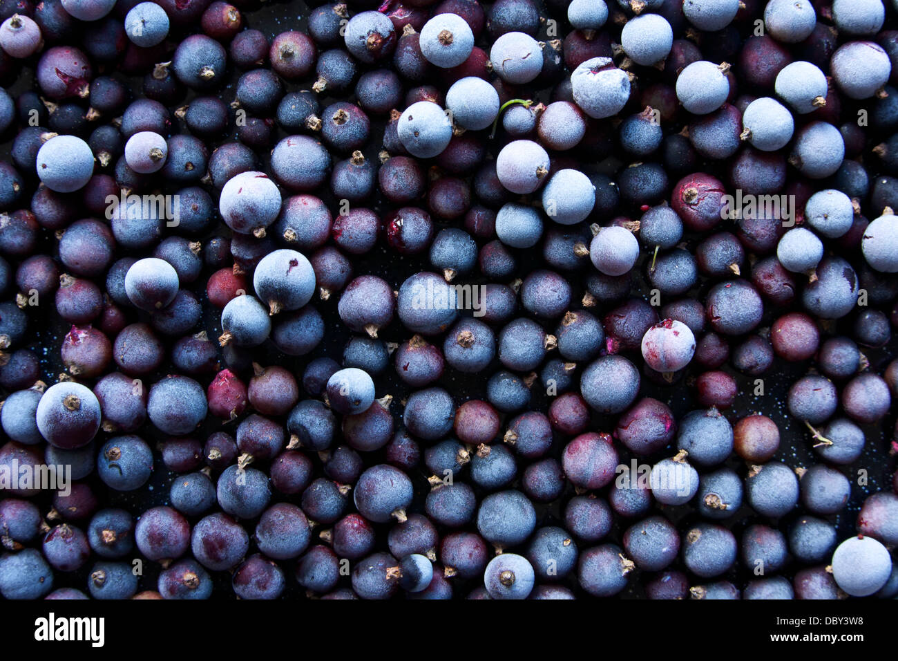 Frozen blackcurrants hi-res stock photography and images - Alamy