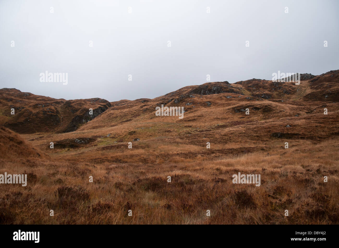 Deer hunting in Scotland Stock Photo - Alamy
