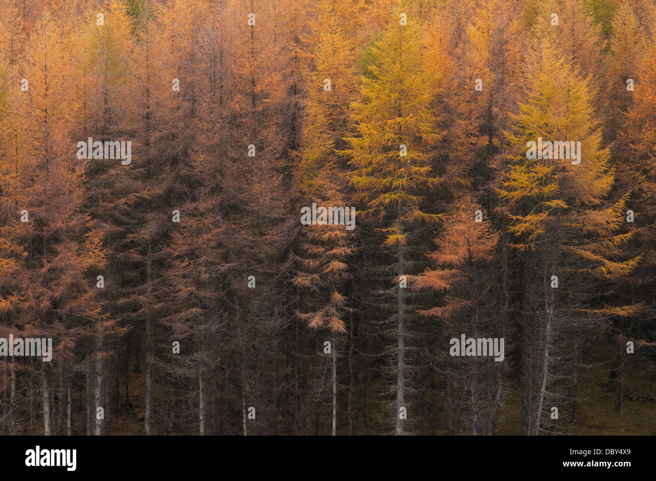 Firtrees hi-res stock photography and images - Alamy
