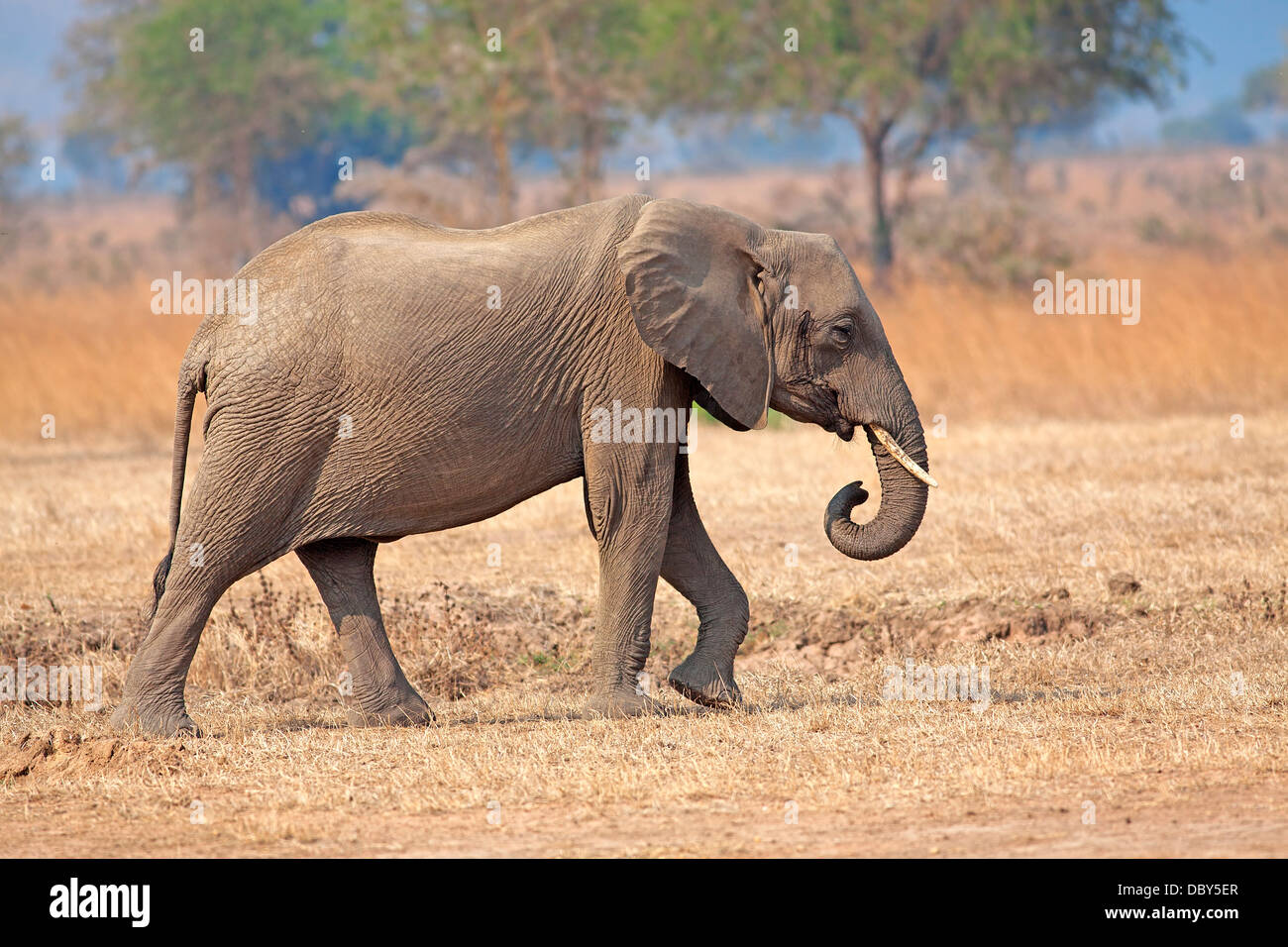 Elephant environment hi-res stock photography and images - Alamy