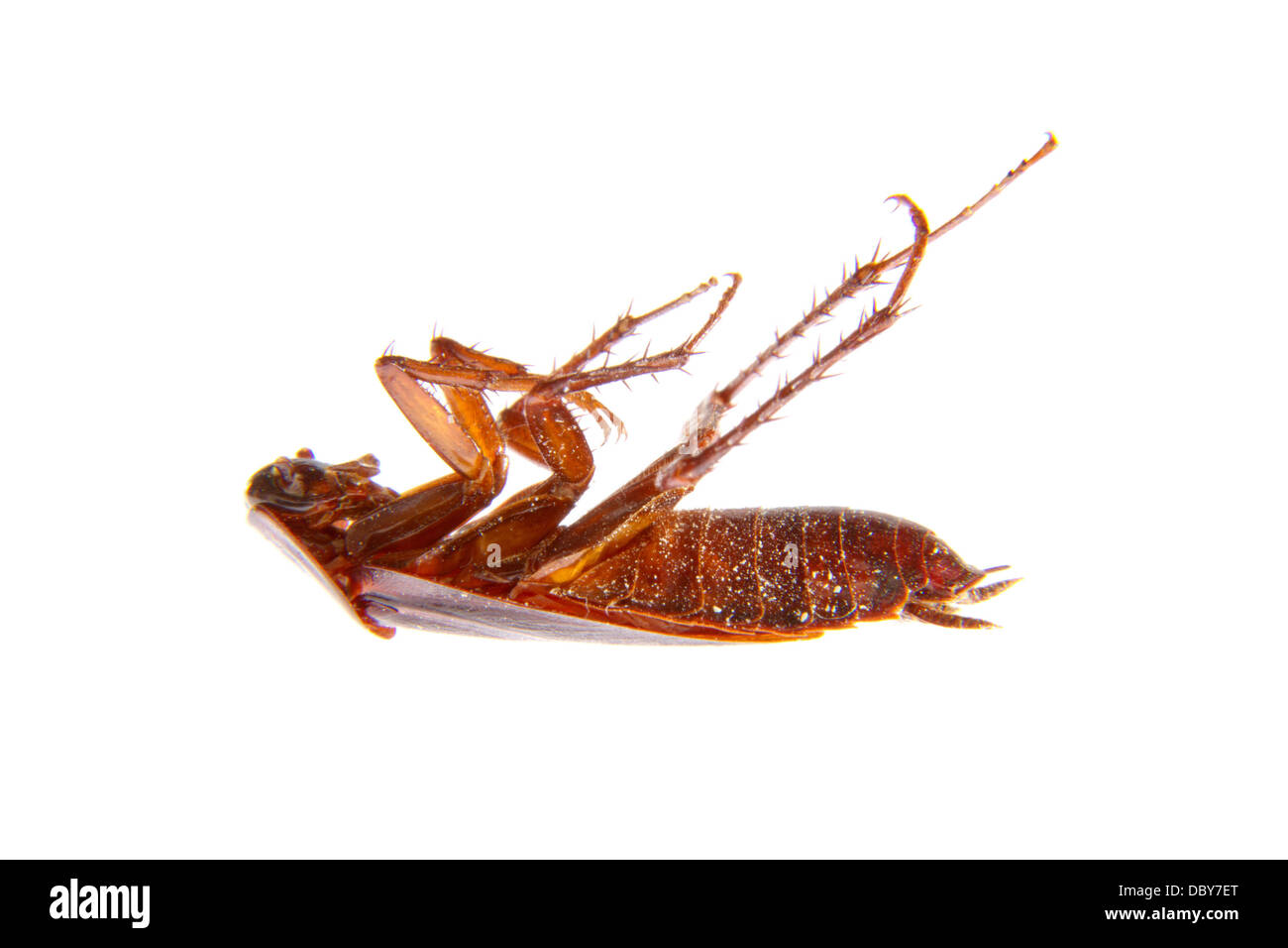 image of a cockroach crawling insect pest Stock Photo - Alamy
