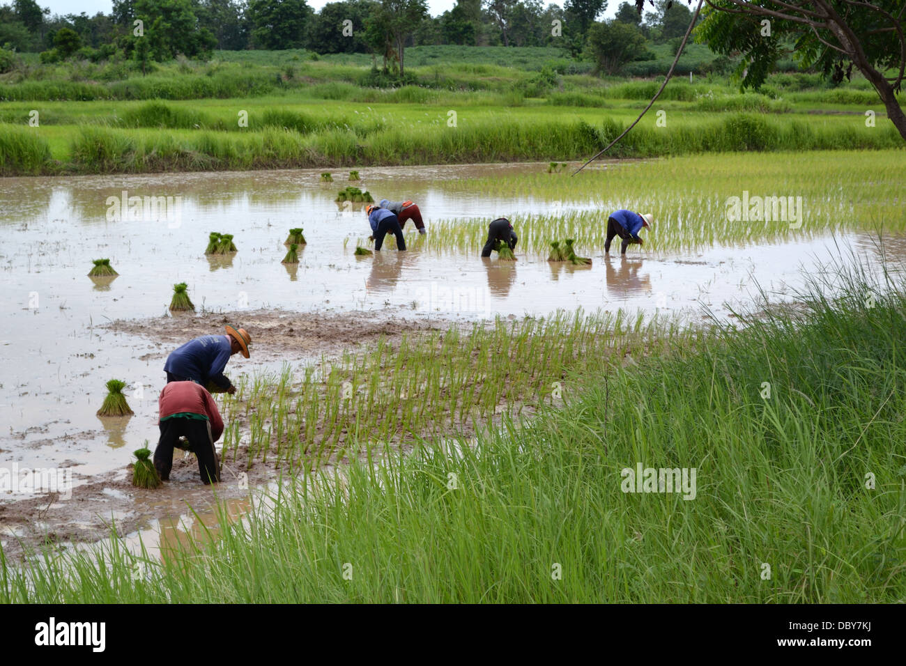 Rice farm workers in paddy field planting young rice plants Stock Photo ...