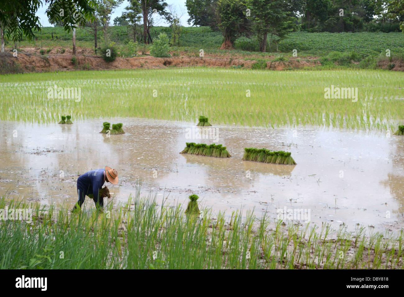 Rice farmer planting rice in paddy field NE Thailand - Isan Stock Photo ...