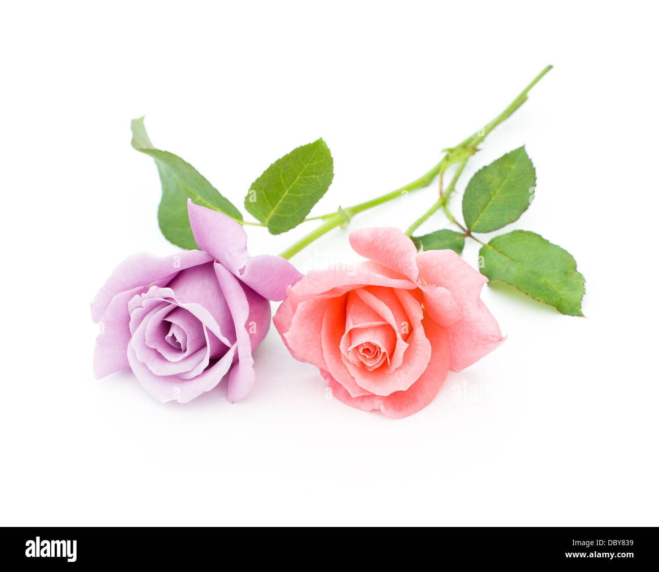 pink and blue roses are on a white background Stock Photo - Alamy