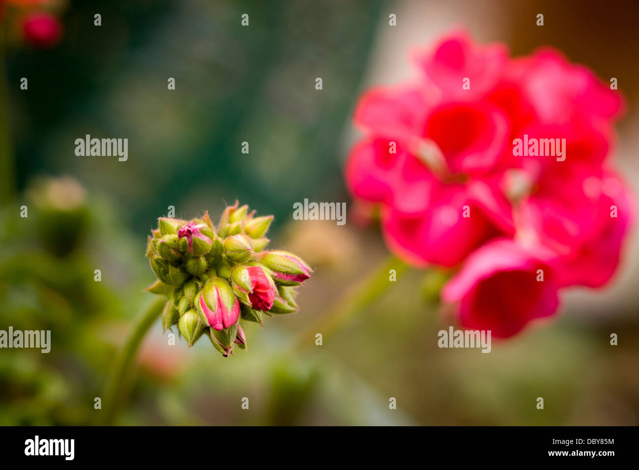 Geranium bud about to flower Stock Photo - Alamy