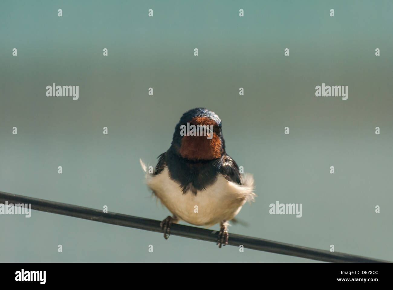 Juvenile swallow hi-res stock photography and images - Alamy