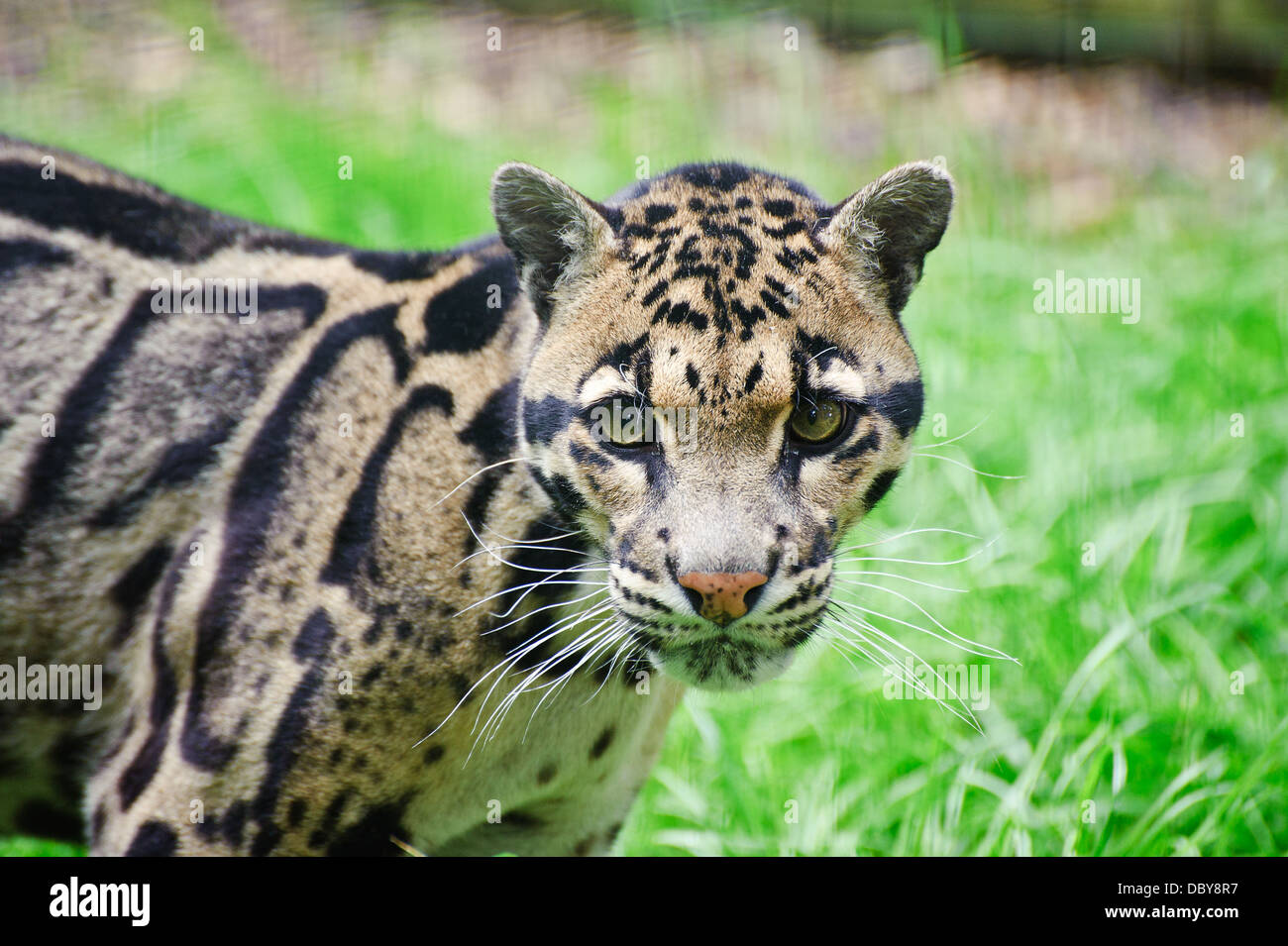 Clouded leopard cat hi-res stock photography and images - Alamy