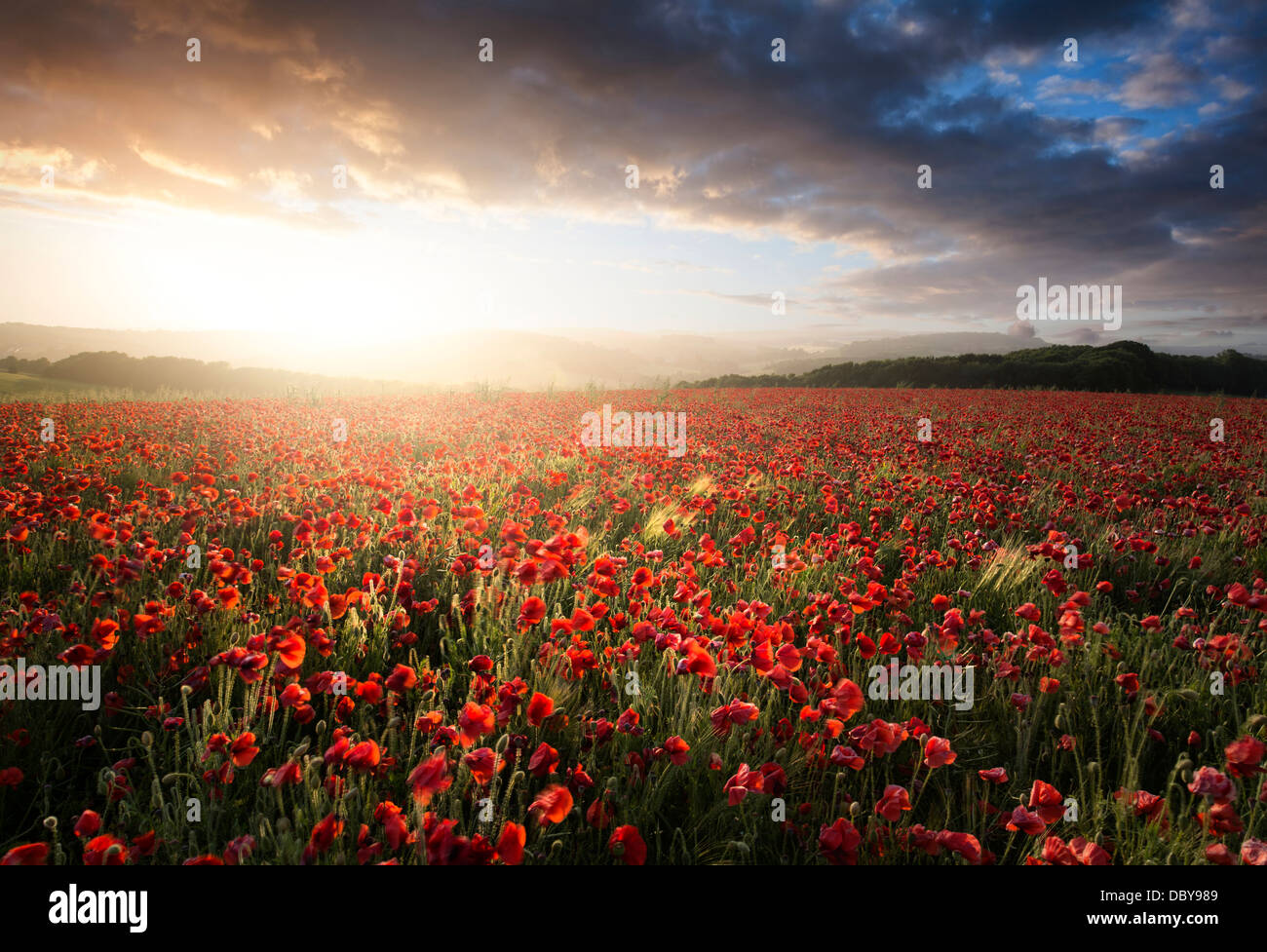 Beautiful landscape image of Summer poppy field under stunning sunset ...