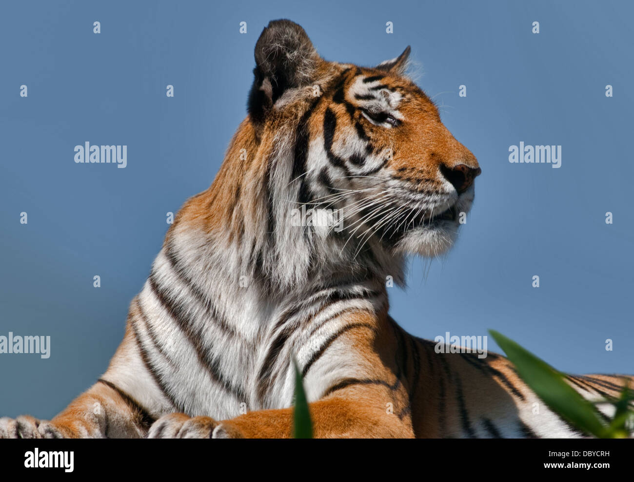 Lola, Bengal Tiger (panther tigris tigris), Isle of Wight Zoo, Sandown ...