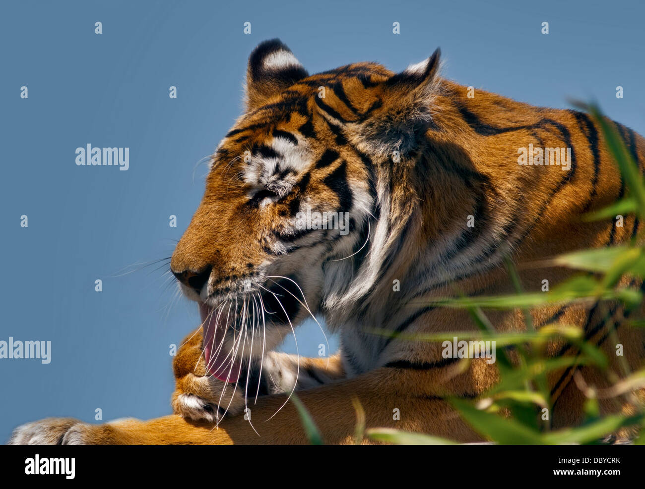 Tiger washing hi-res stock photography and images - Alamy