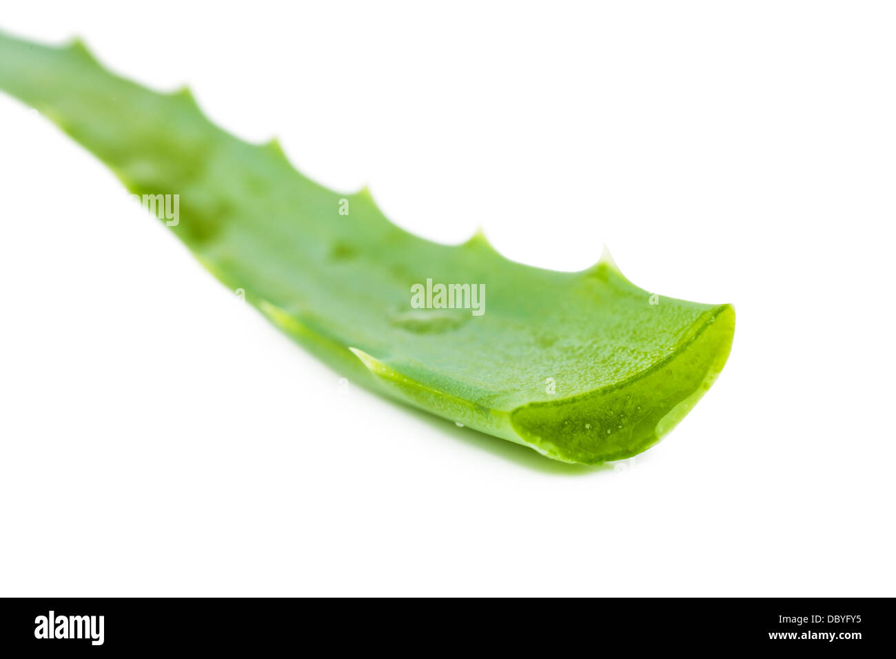 Aloe leaf Cut Out Stock Images & Pictures - Alamy