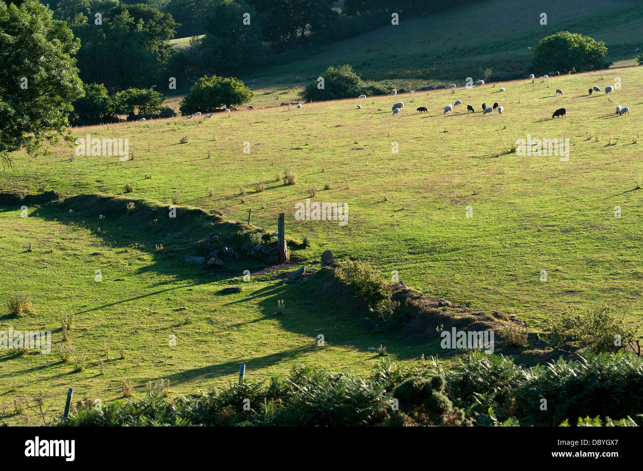 hedgerows,devon,moorland,mardon down,granite gateway,farmer on tractor ...