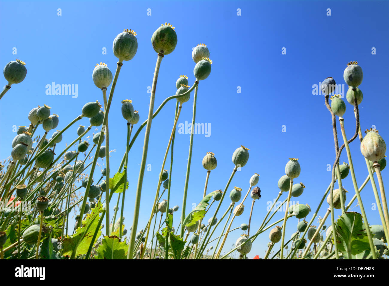 Poppyhead in the poppy field. View from the ground Stock Photo - Alamy
