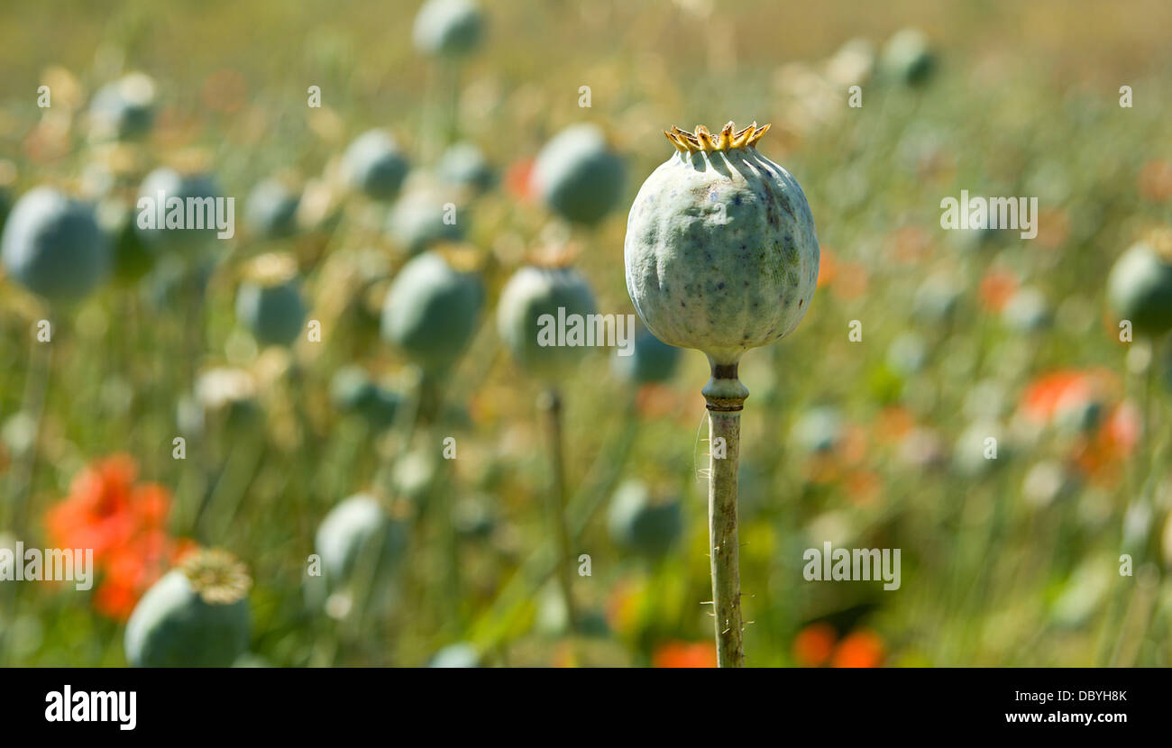 Poppyhead hi-res stock photography and images - Alamy