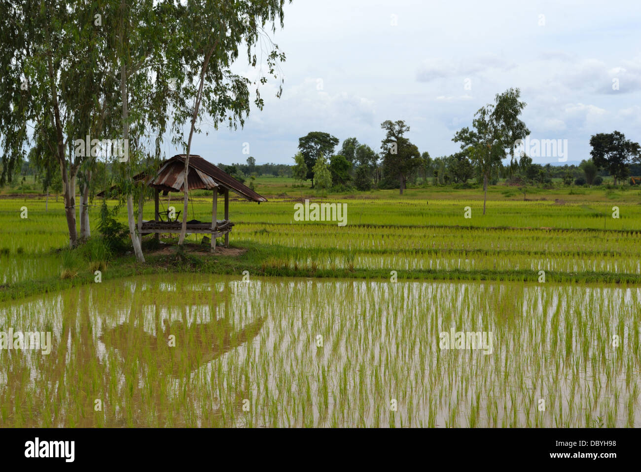 Thailand rice paddy hi-res stock photography and images - Alamy