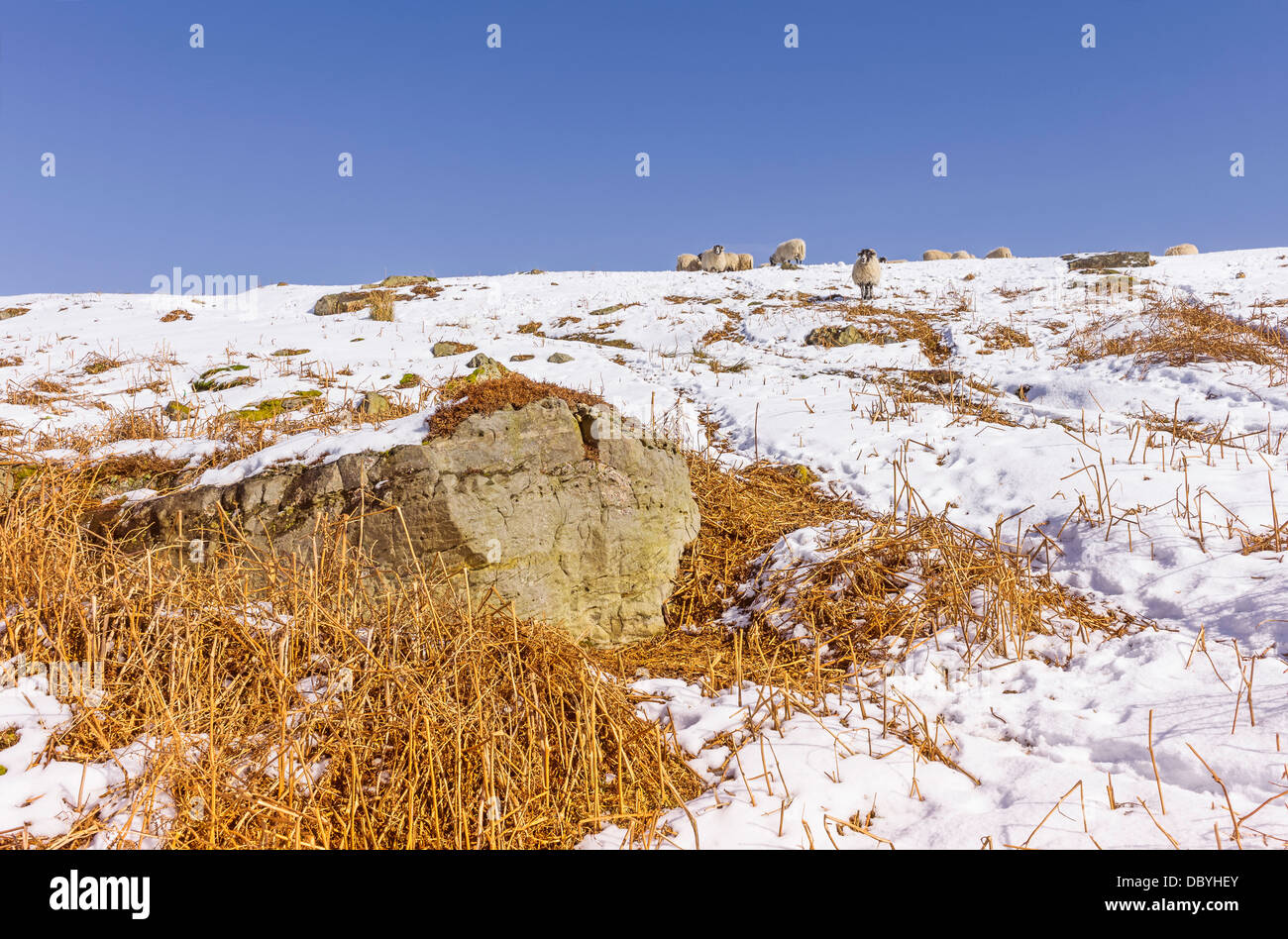 Sheep forage for food after heavy snowfall on the North York Moors near ...