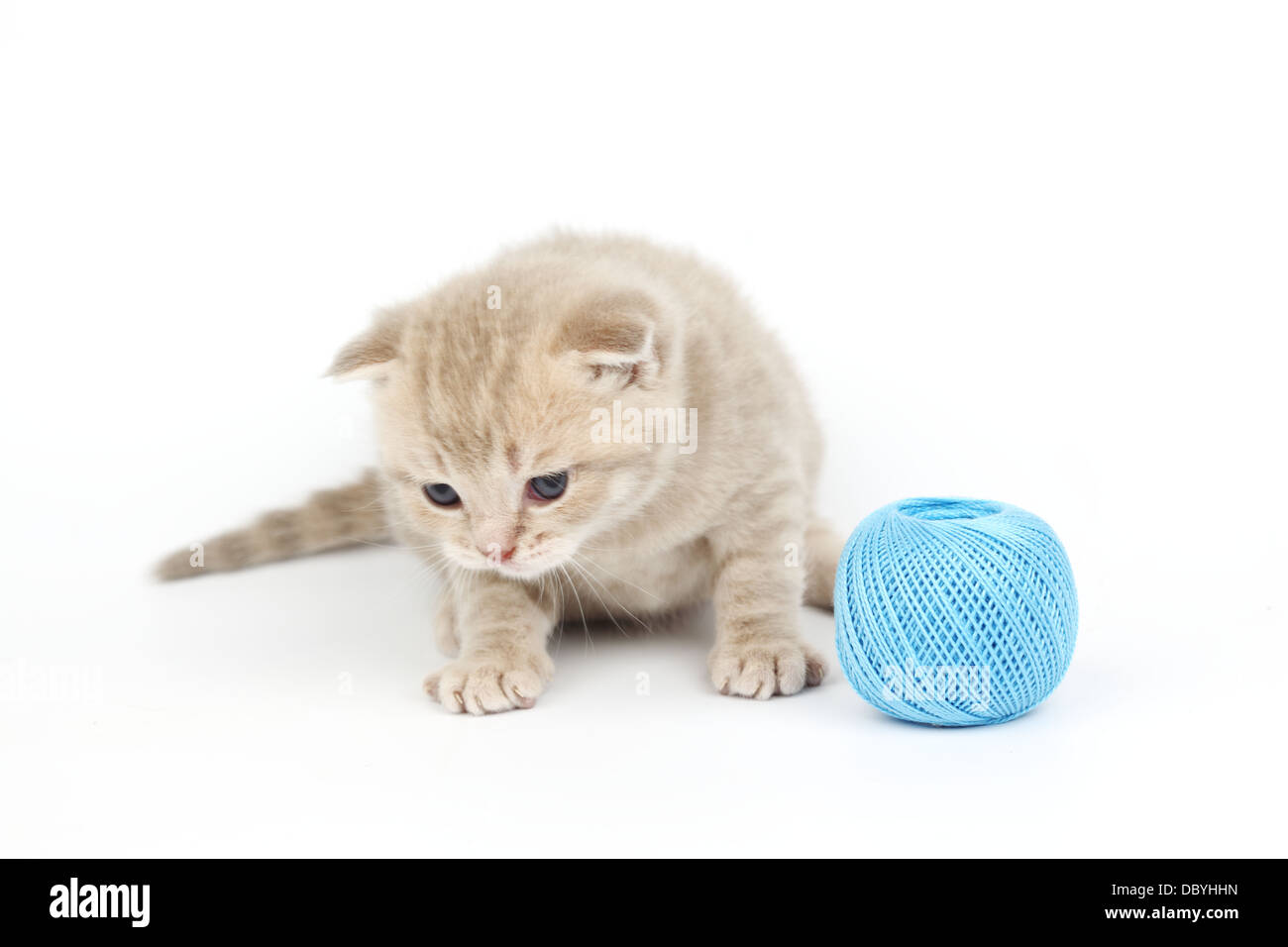 Cat ball wool Cut Out Stock Images & Pictures - Alamy