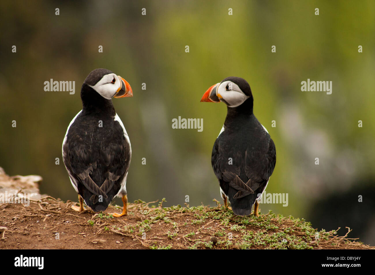 Two lovebirds hi-res stock photography and images - Alamy