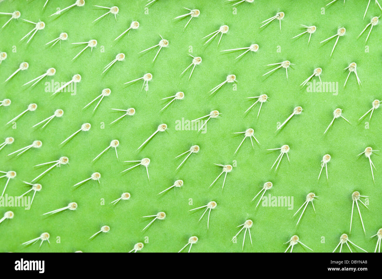 Cladode hi-res stock photography and images - Alamy