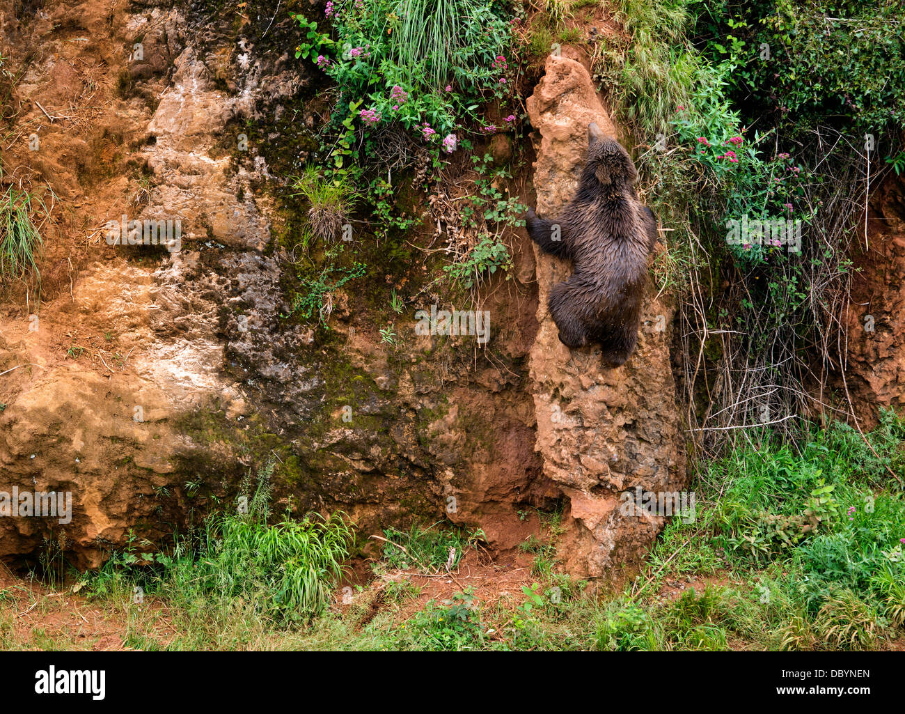 Brown bear sitting on rock hi-res stock photography and images - Alamy