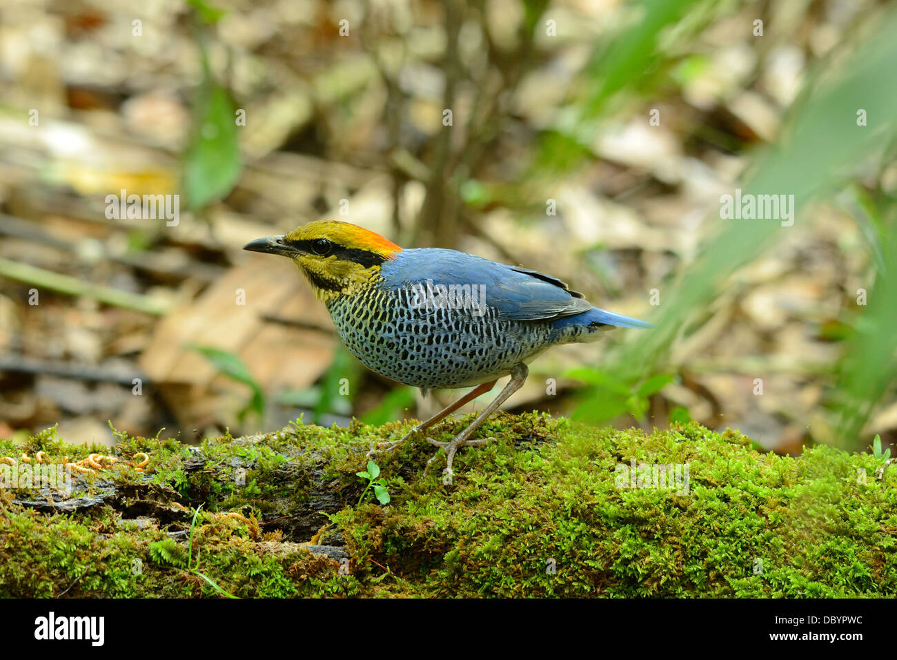 beautiful male Blue Pitta (Pitta cyanea) in Thai forest Stock Photo - Alamy