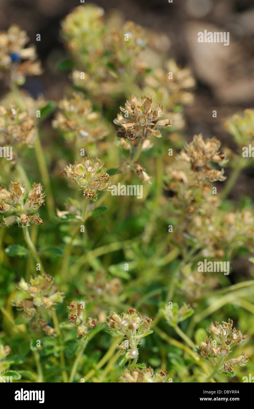 Thymus serpyllum ‘snowdrift’ hi-res stock photography and images - Alamy