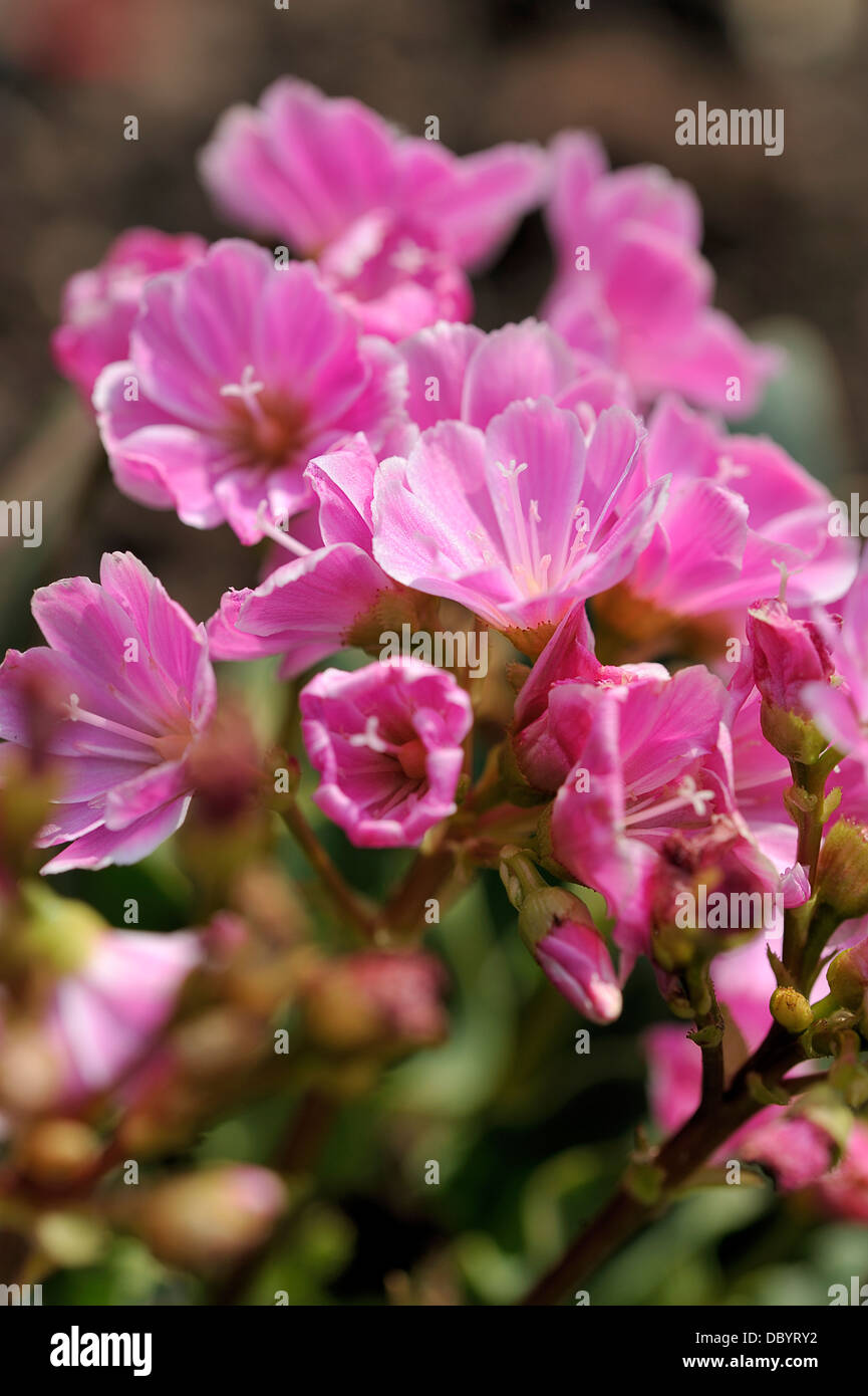 Lewisia cotyledon Rainbow / 'Regenbogen' Stock Photo - Alamy