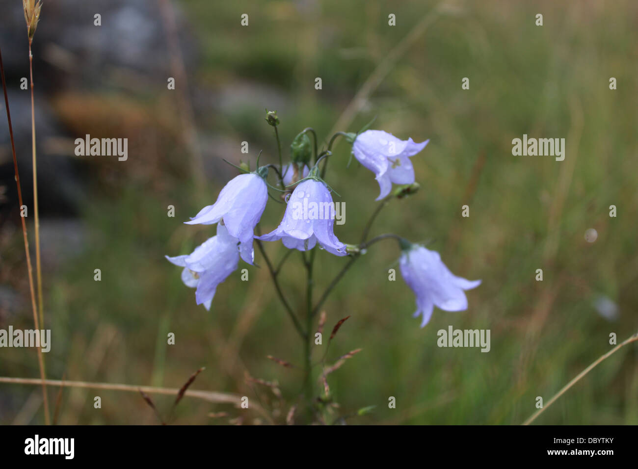 Scottish bluebell hi-res stock photography and images - Alamy