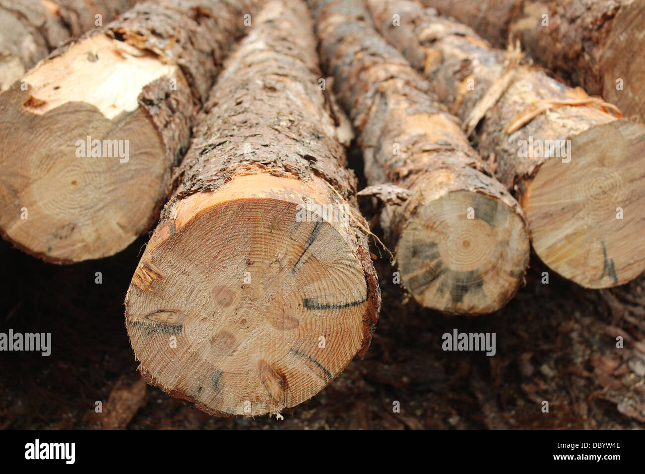 Sawn end of tree hi-res stock photography and images - Alamy