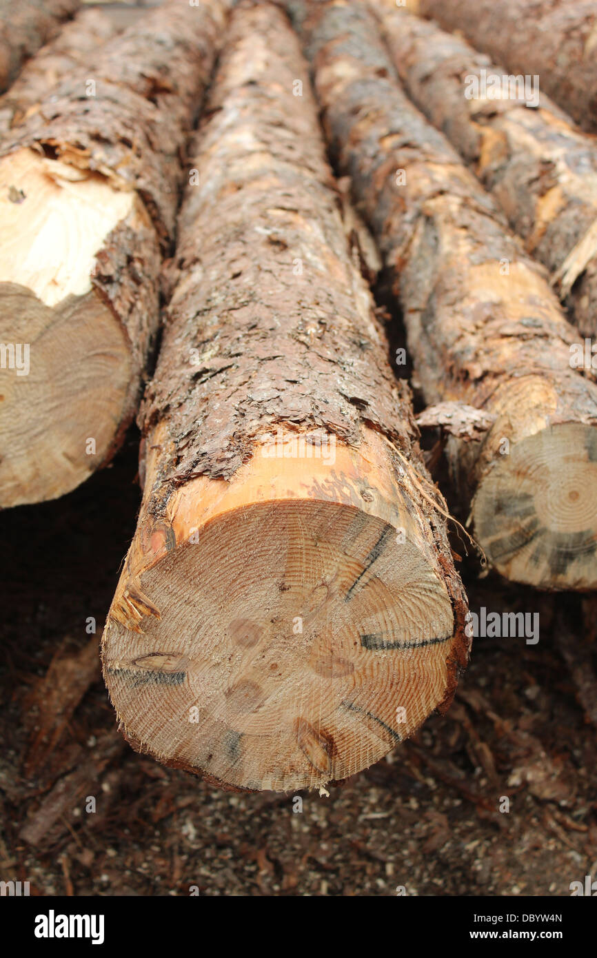 Sawn tree trunks Stock Photo - Alamy