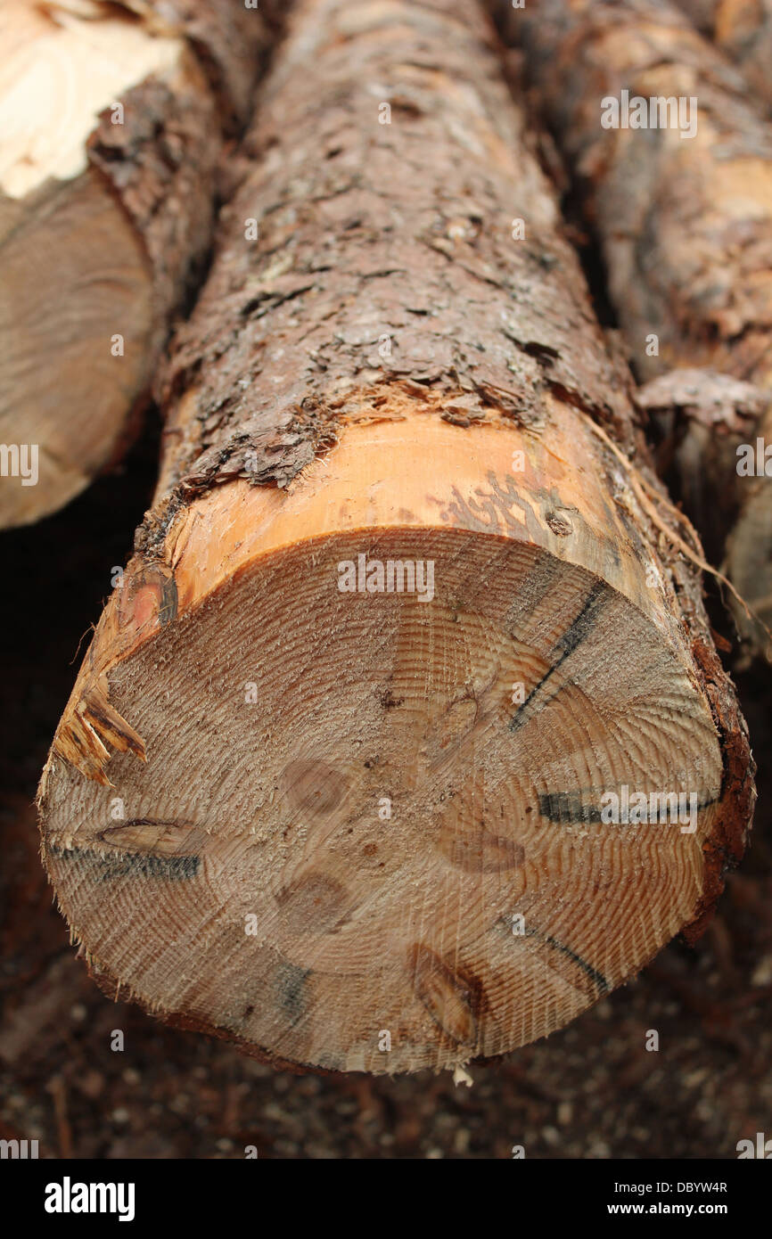 Close up of end of sawn log Stock Photo - Alamy