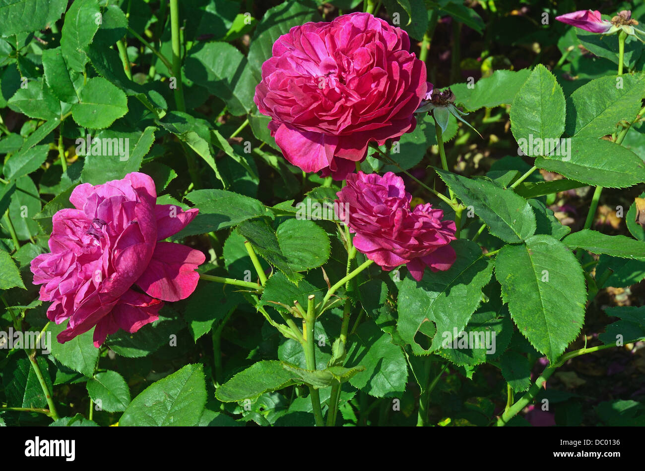 Darcey hi-res stock photography and images - Alamy