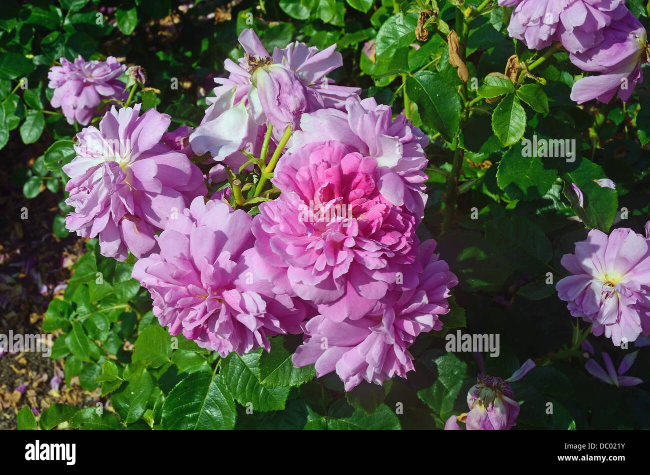 Rosa "Princess Ann Stock Photo - Alamy
