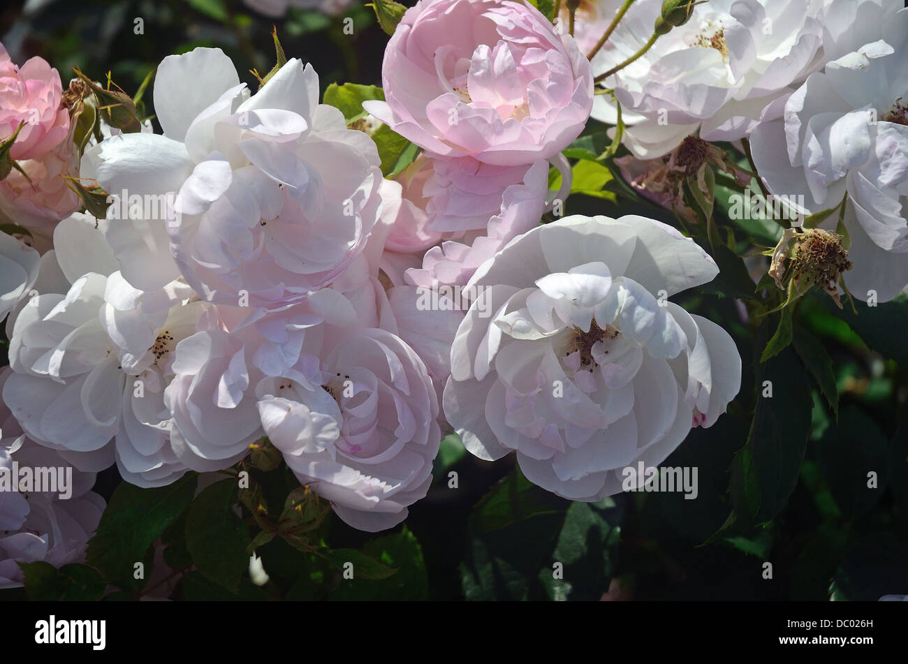 Scarborough fair rose hi-res stock photography and images - Alamy