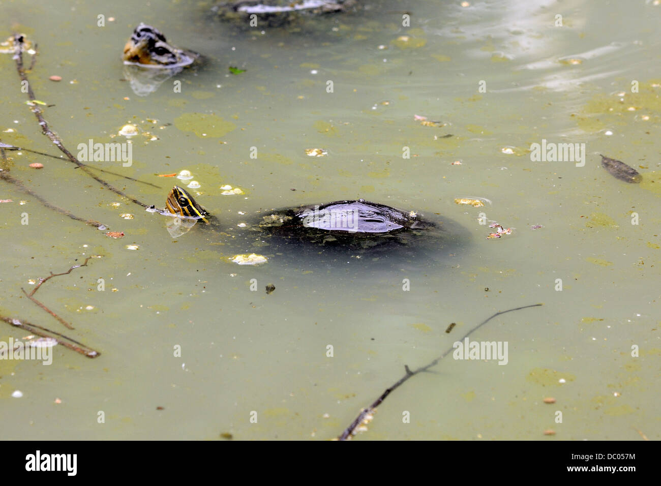 beautiful Asian Box Turtle (Cuora amboinensis kamaroma) in Thai temple ...